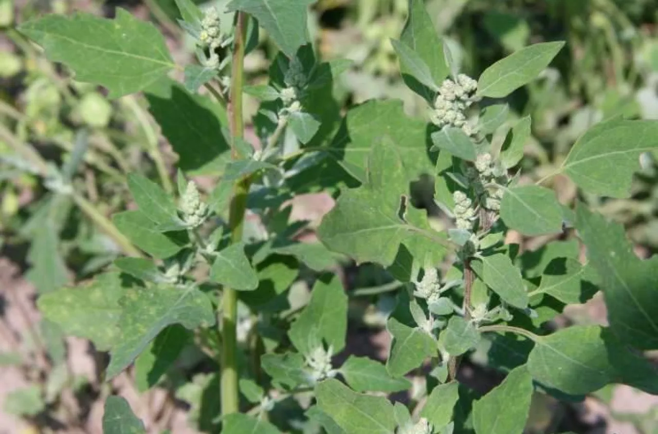 Chikara Duo na chwasty w winorośli i nie tylko