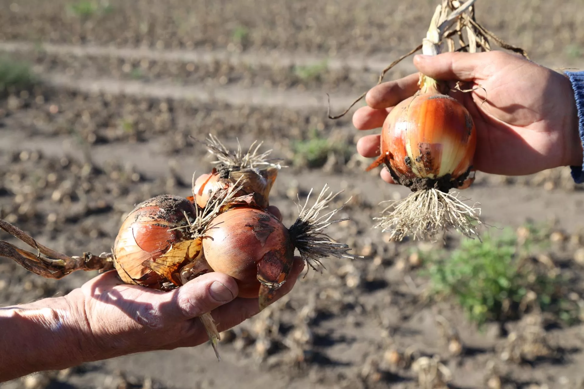 Cebula w typie hiszpańskim. Czym charakteryzuje się odmiana Goldie ...