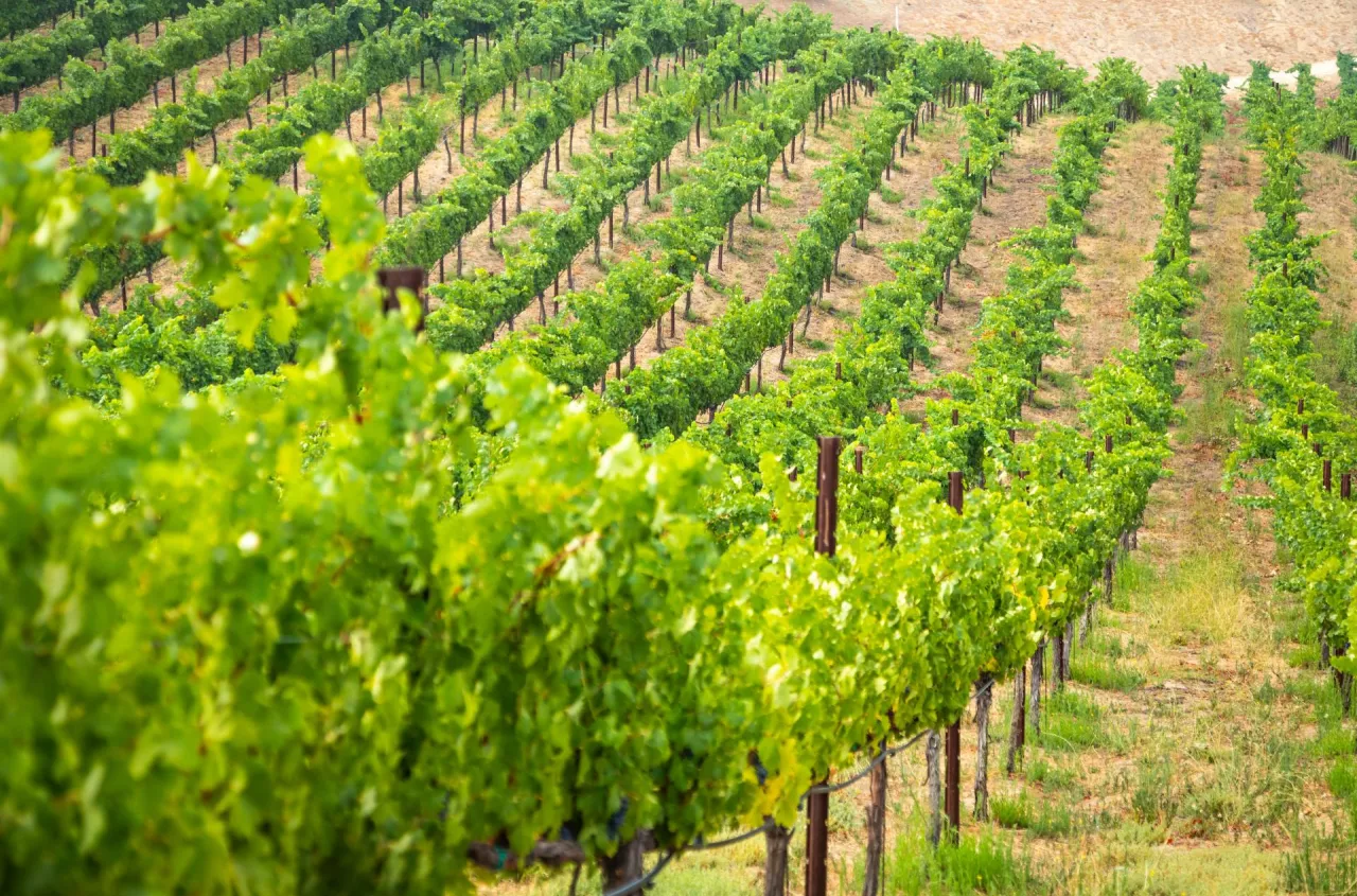 Inspekcje w winnicach. Co sprawdza PIORiN?